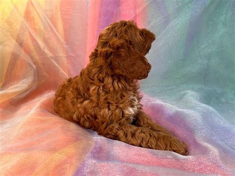 Dark Red Cockapoo With White Markings For Sale Ia Mn