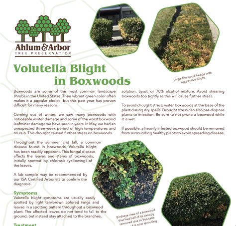 The Truth About Volutella Blight On Your Boxwoods Ahlum And Arbor