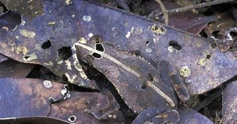 Bat Faced Toad Found In South America Album On Imgur