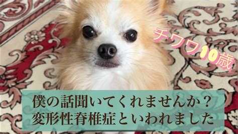 ある日突然立てなくなったチワワ【②】 Youtube