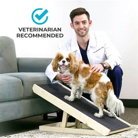 Best Paw Balm For Dogs Top 12 Picks For Soothing And Protecting Your