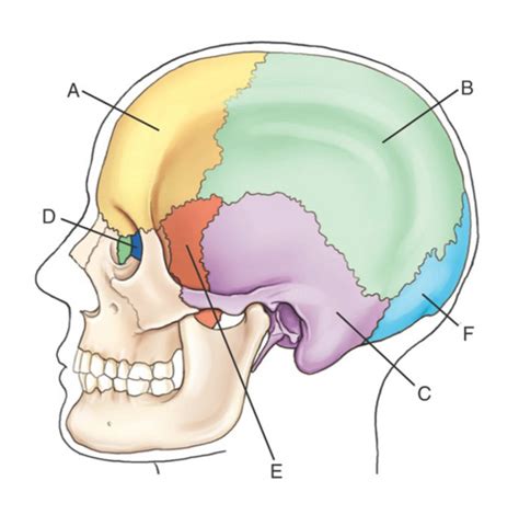 Lateral Cranial Bones Diagram Quizlet