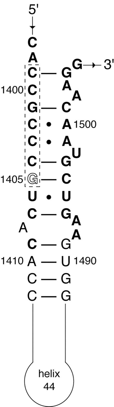 Ribosomal A Site Rna Sequence And Secondary Structure Residues In Bold