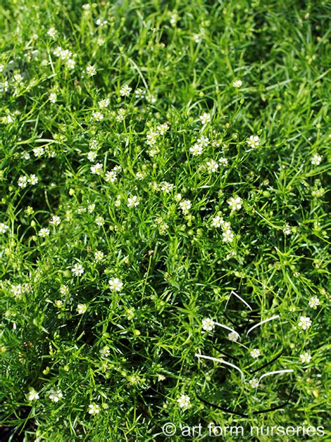 Sagina Subulata — Art Form Nurseries