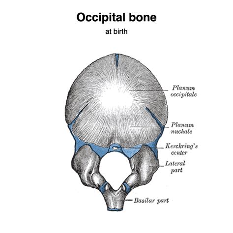 Occipital Bone Art Print By Asklepios Medical Atlas