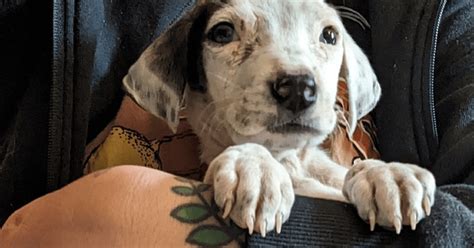 Amor Después Del Amor Conocé La Conmovedora Historia Del Perrito