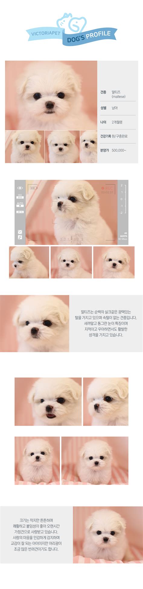 말티즈 페르시안친칠라 구미강아지분양 애견분양샵 서울강아지분양 유기견센터 애완용강아지종류 대구유기견 반려견무료분양 빅토리아펫 강아지분양 펫샵