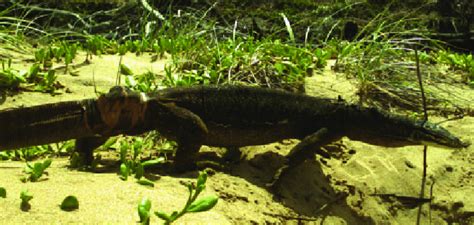 Yellow Spotted Goanna With Gps Logger Attached To The Base Of The Tail