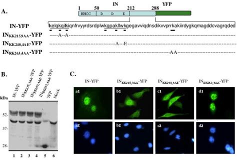 Effect Of Different In C Terminal Substitution Mutants On In Yfp