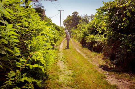 Farmer In Protective Clothing Is Mowing Grass In Garden With Manually