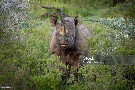 블랙 코뿔소 또는 후크 Lipped Rhinoceros 다이스로스 비코니스 동부와 남아프리카 앙골라 보츠와나 케냐 말라위