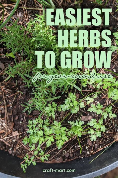Easiest Herbs To Grow For Year Round Use Craft Mart