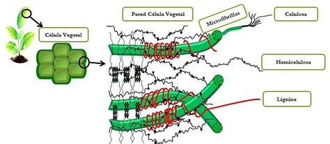 Estrutura De Biomassa Lignocelulosica