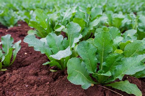 농장 양상추 샐러드에 성장 하는 녹색 신선한 상 추의 필드입니다 신선 하 고 맛 있는 샐러드 양상추 농장 태국에서 상 추 농장의 필드입니다 채소의 수경 재배 녹색에 대한