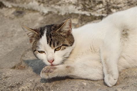 Dia Mundial do Gato 5 acessórios extras para seu felino ter em casa