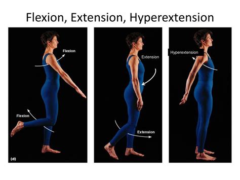Flexion Extension And Hyperextension Human Physiology