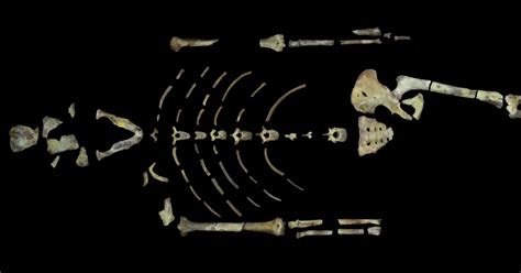 Human Ancestor Lucy Was A Tree Climber Evidence Suggests Cbs News