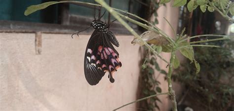 Nature Papillon Cocon Photo Gratuite Sur Pixabay Pixabay
