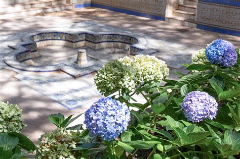 아름다운 파란색과 흰색 수국 꽃이 고대 분수를 배경으로 공원에서 자랍니다 0명에 대한 스톡 사진 및 기타 이미지 0명 개화기 골동품 Istock