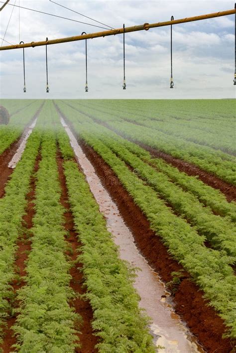 Agriculture Pivot Irrigation System On Carrot Plantation Stock Image