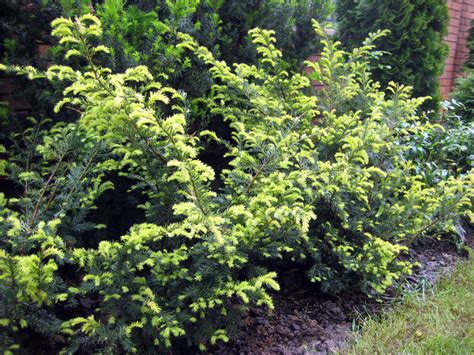 Тис ягодный Репанденс (Taxus baccata Repandens) - описание и фото растения