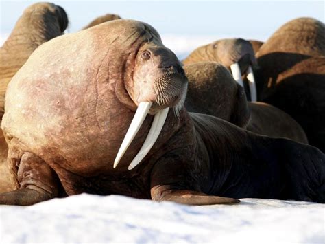 Walrus Ocean Treasures Memorial Library