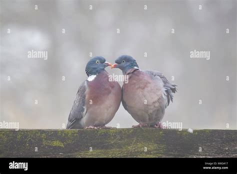 Love Couple Dove Stock Photos Love Couple Dove Stock Images Alamy