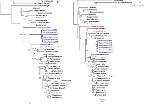 relict groups of spiny frogs indicate late paleogene early neogene