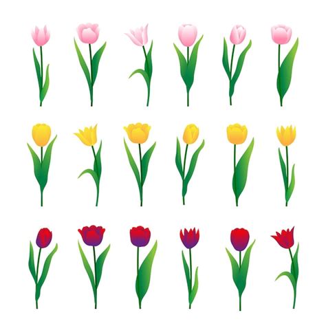 Premium Vector Colorful Tulips Set Isolated On White Background
