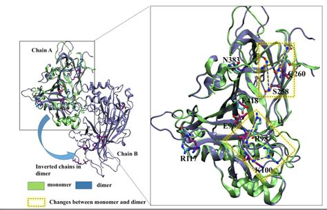 Structure Of Human Sr B1 Both As A Monomer And As A Dimer Download Scientific Diagram