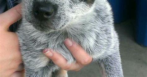 Im A Grown Man And My Little Ruby Makes Me Go Squee Imgur