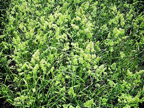 Разнообразни сортове многогодишни житни треви за създаване на ливади и пасища Български Фермер