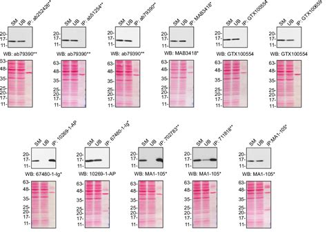 Figure 2 From Identification Of High Performing Antibodies For Superoxide Dismutase Cu Zn 1