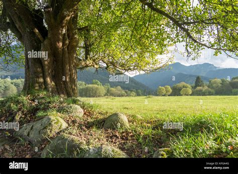 Very Old Tree Hi Res Stock Photography And Images Alamy