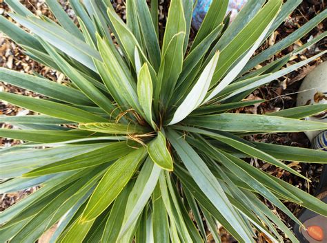 Hemithrinax Ekmaniana Discussing Palm Trees Worldwide Palmtalk