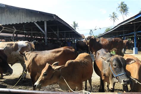 Harga Daging Sapi Di Aceh Naik Jelang Ramadan Bidik Indonesia