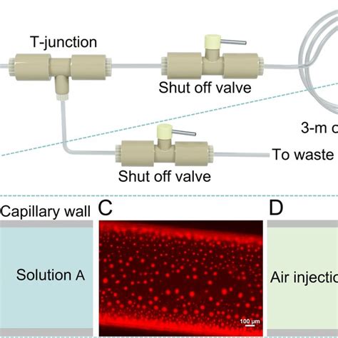 A Schematic Showing The Experimental Setup For The Formation