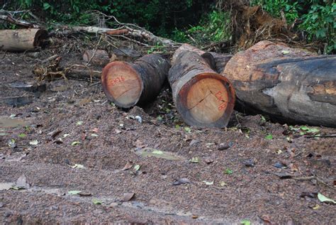 Ex Diplomat And Police Commander In Illegal Logging The Daylight