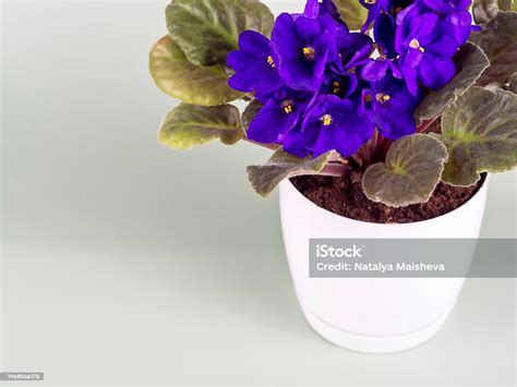 텍스트를 위한 공간이 있는 녹색 배경에 화분에 심은 보라색 꽃 식물 관리의 개념 취미 0명에 대한 스톡 사진 및 기타 이미지 0명 건강한 생활방식 검은색 Istock