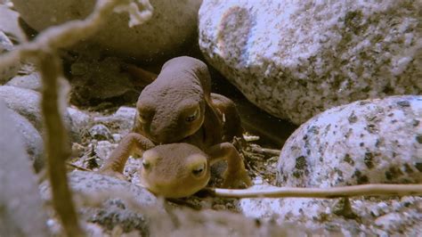 Newt Videos