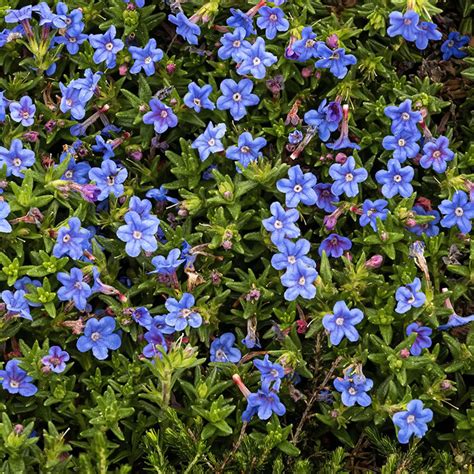 Glandora Diffusa Seedsegsc Lithodora Diffusa Perennial Hardy Low