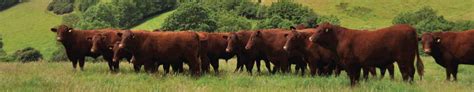 Devon Cattle Red Devon Usa