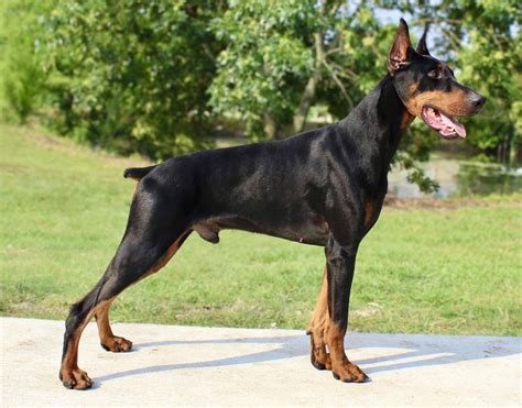 Elitehaus Top Doberman Breeder