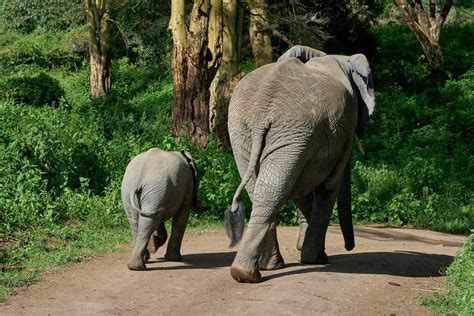 Unlocking The Secrets Of Elephant Intelligence — The Call To Conserve