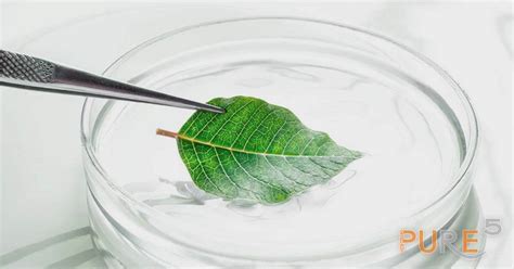 The Steps Of Plant Extraction Revealing Natures Secrets