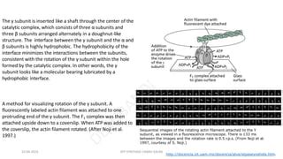 ATP SYNTHASE STRUCTURE ATP SYNTHESIS Pptx