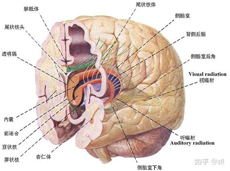 大脑分区与结构 知乎