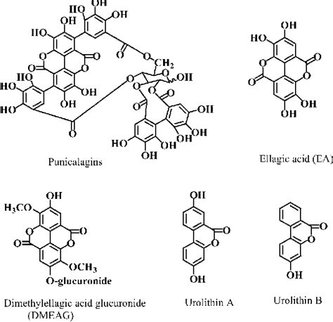Dimethyl Ellagic Acid Glucuronide Semantic Scholar