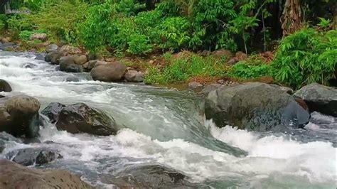 River Sounds Around Peaceful Forest Nature Sounds Asmr Nature Sounds