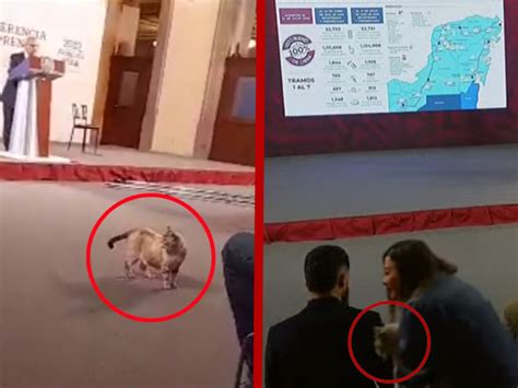 Zeus Se Cuela A La Mañanera Del Presidente En Palacio Nacional
